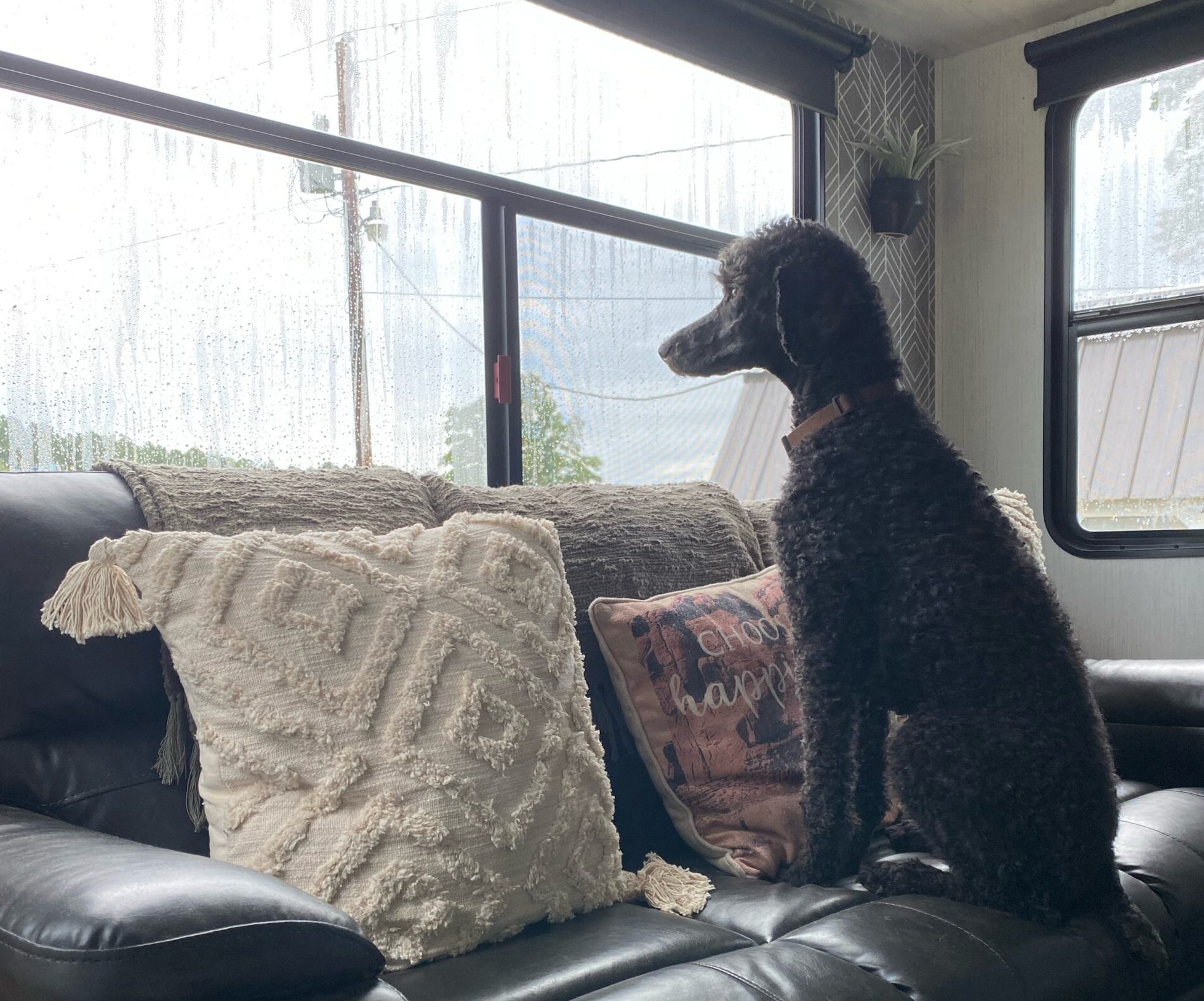 Best 2023 Heartland Models for Traveling with Pets | Heartland RV